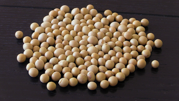 Soy Beans Organic – Easy Organic